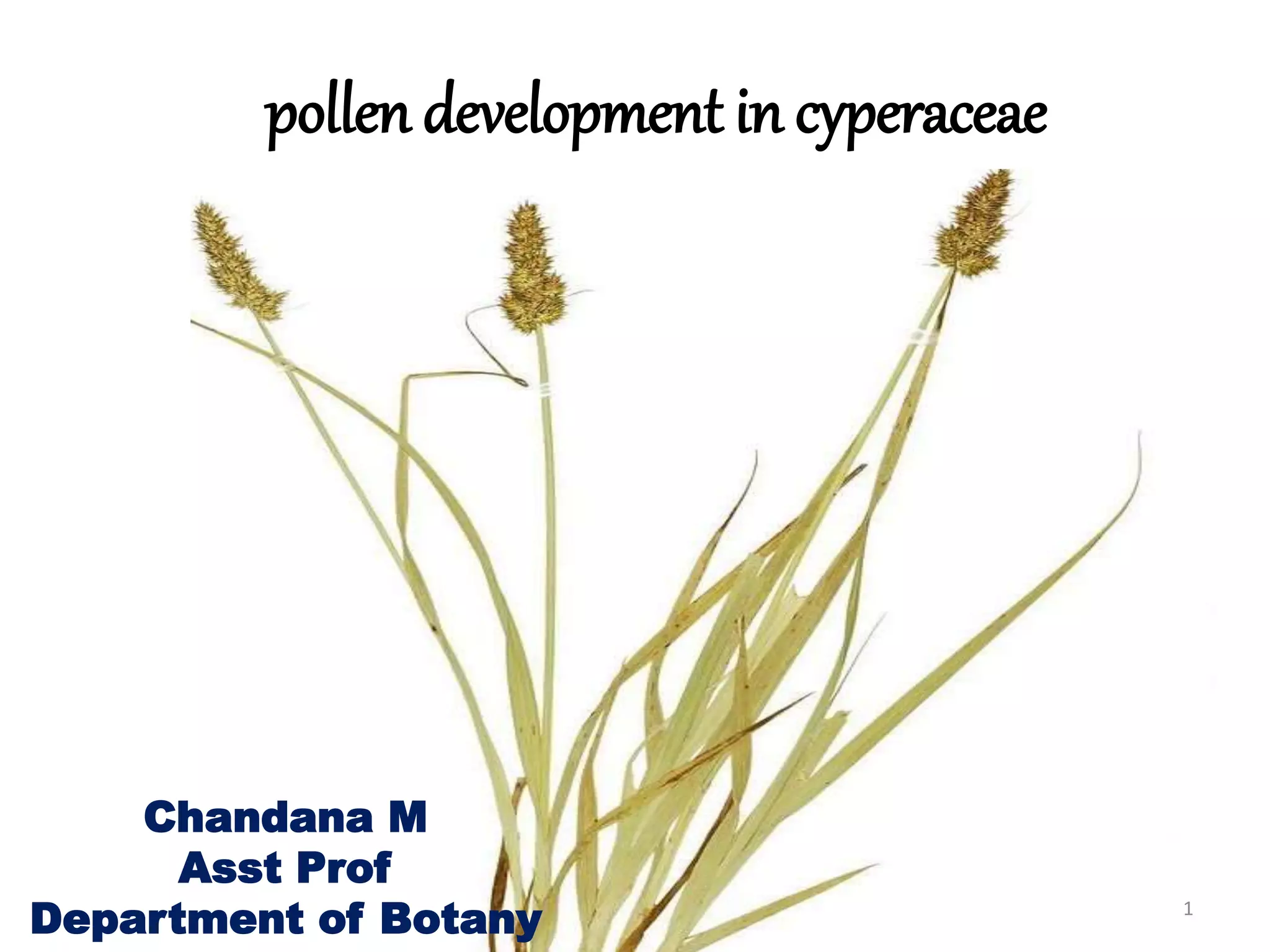 Pollen development in cyperaceae | PPTX