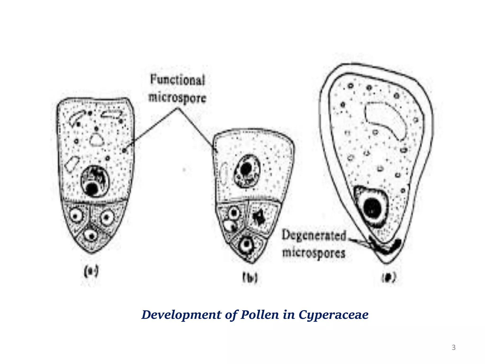 Pollen development in cyperaceae | PPTX