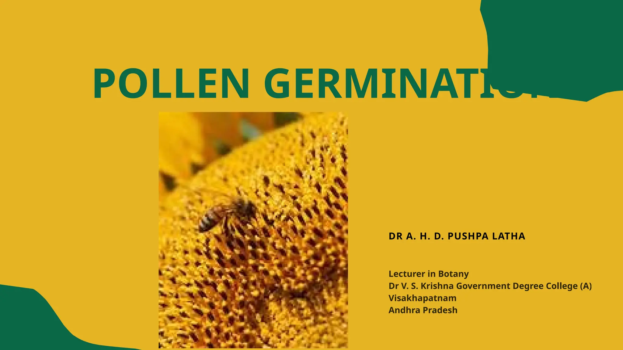 pollen germination medium preparation and process of pollen germination ...