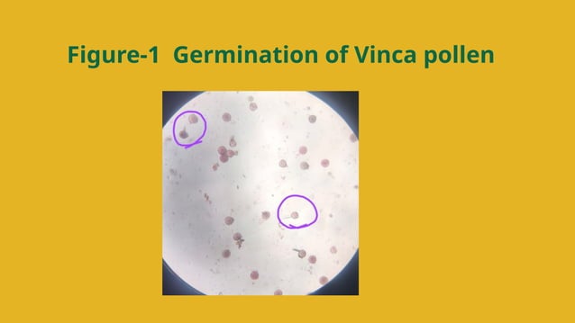 pollen germination medium preparation and process of pollen germination ...