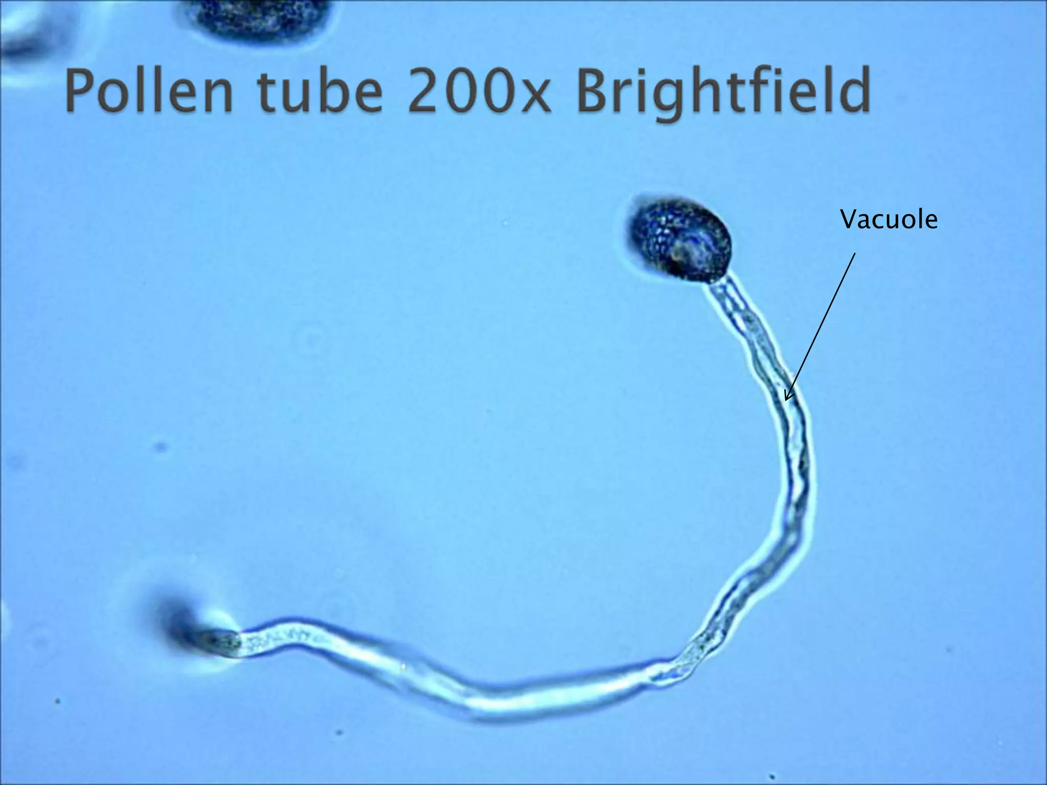 Pollen germination under microscope | PPTX