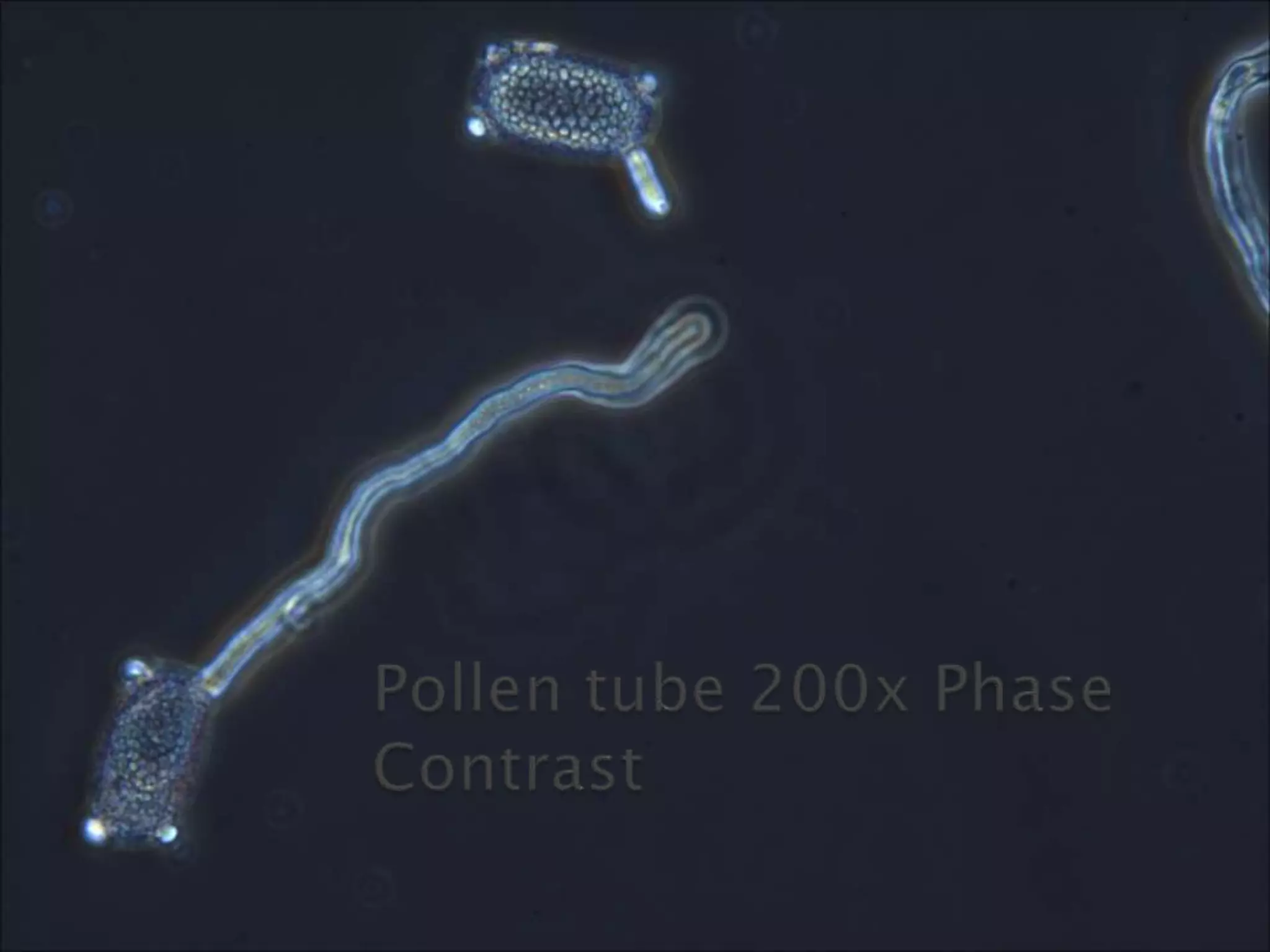 Pollen germination under microscope | PPTX