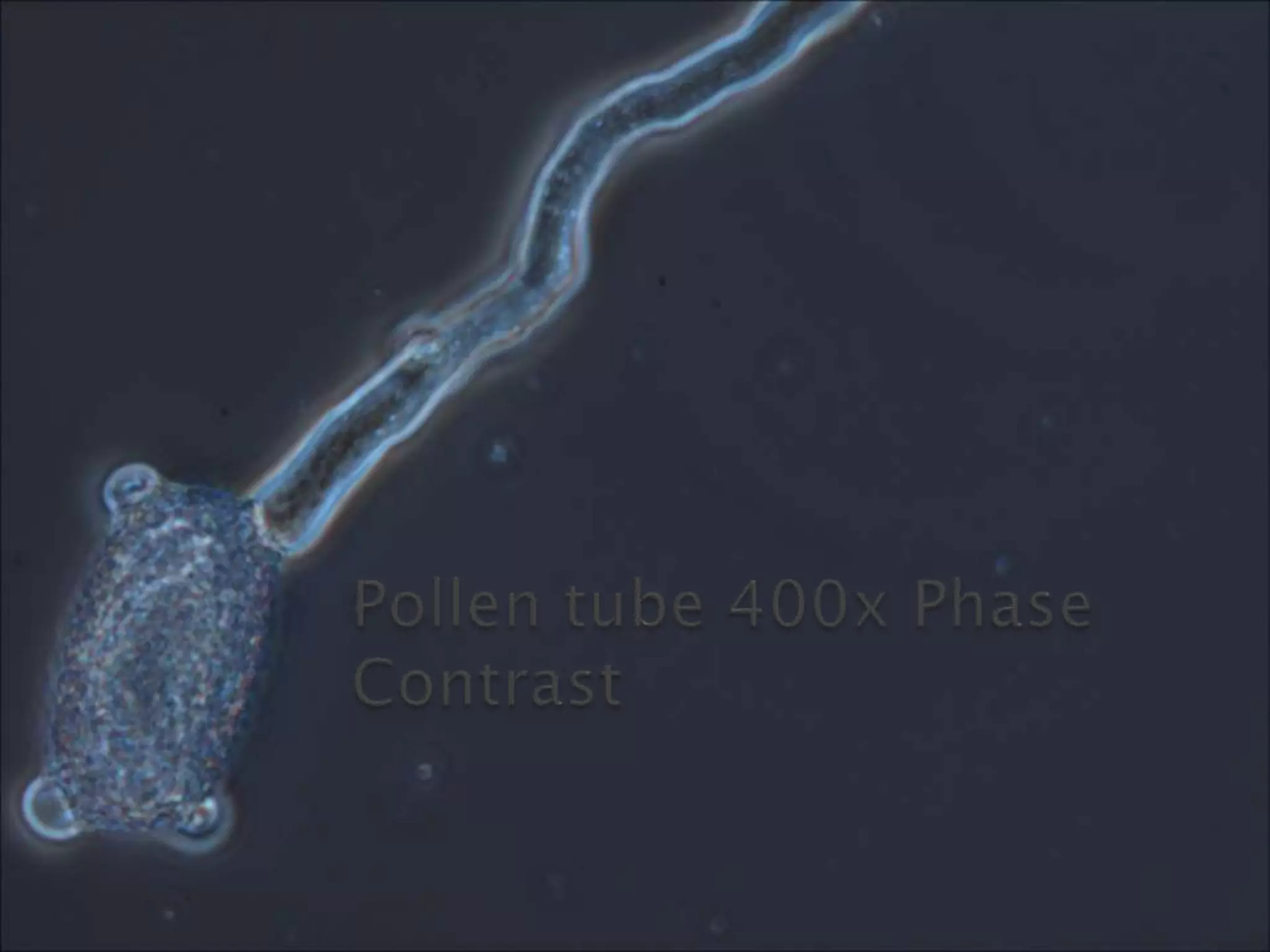 Pollen germination under microscope | PPTX