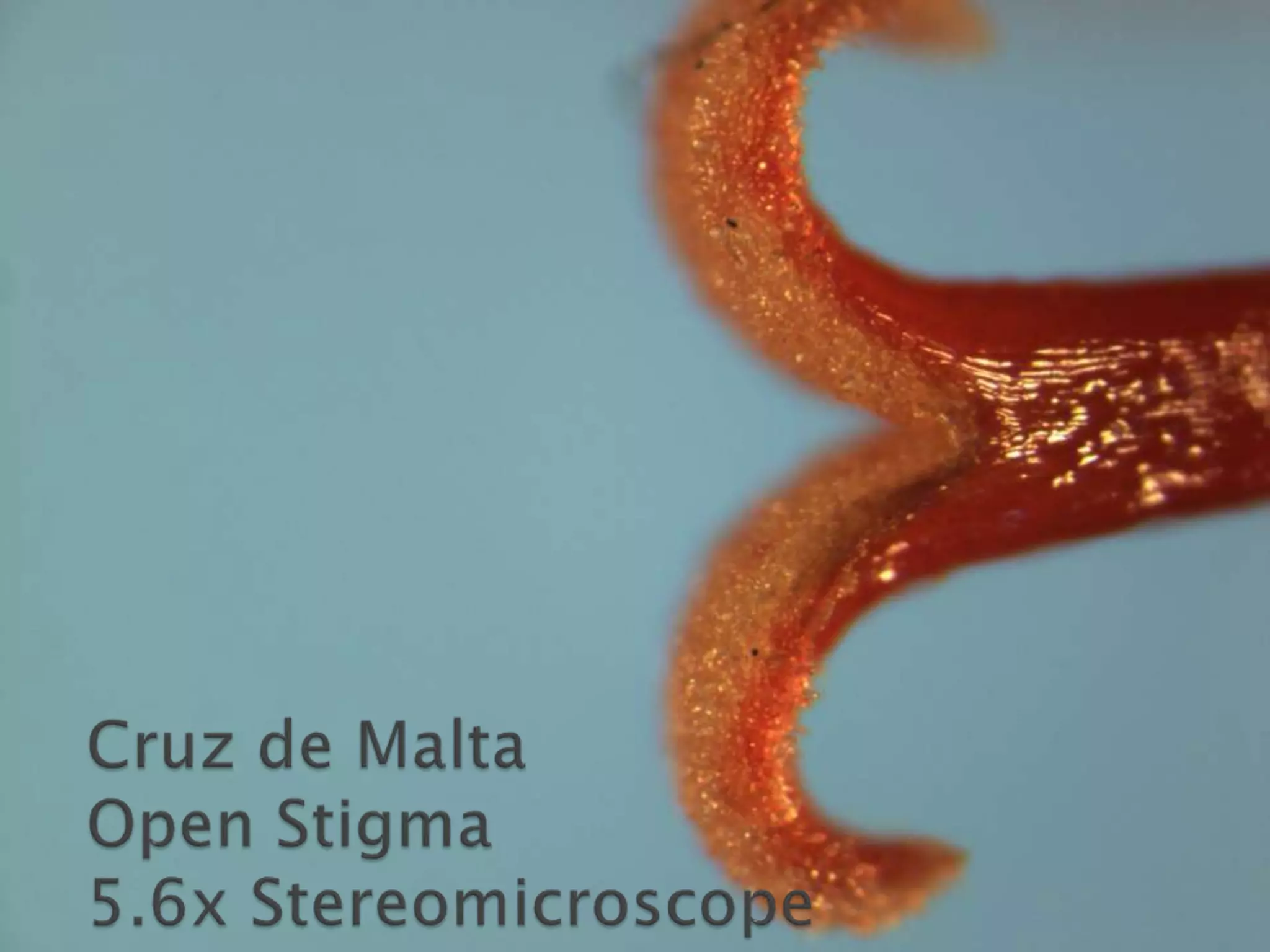 Pollen germination under microscope | PPTX