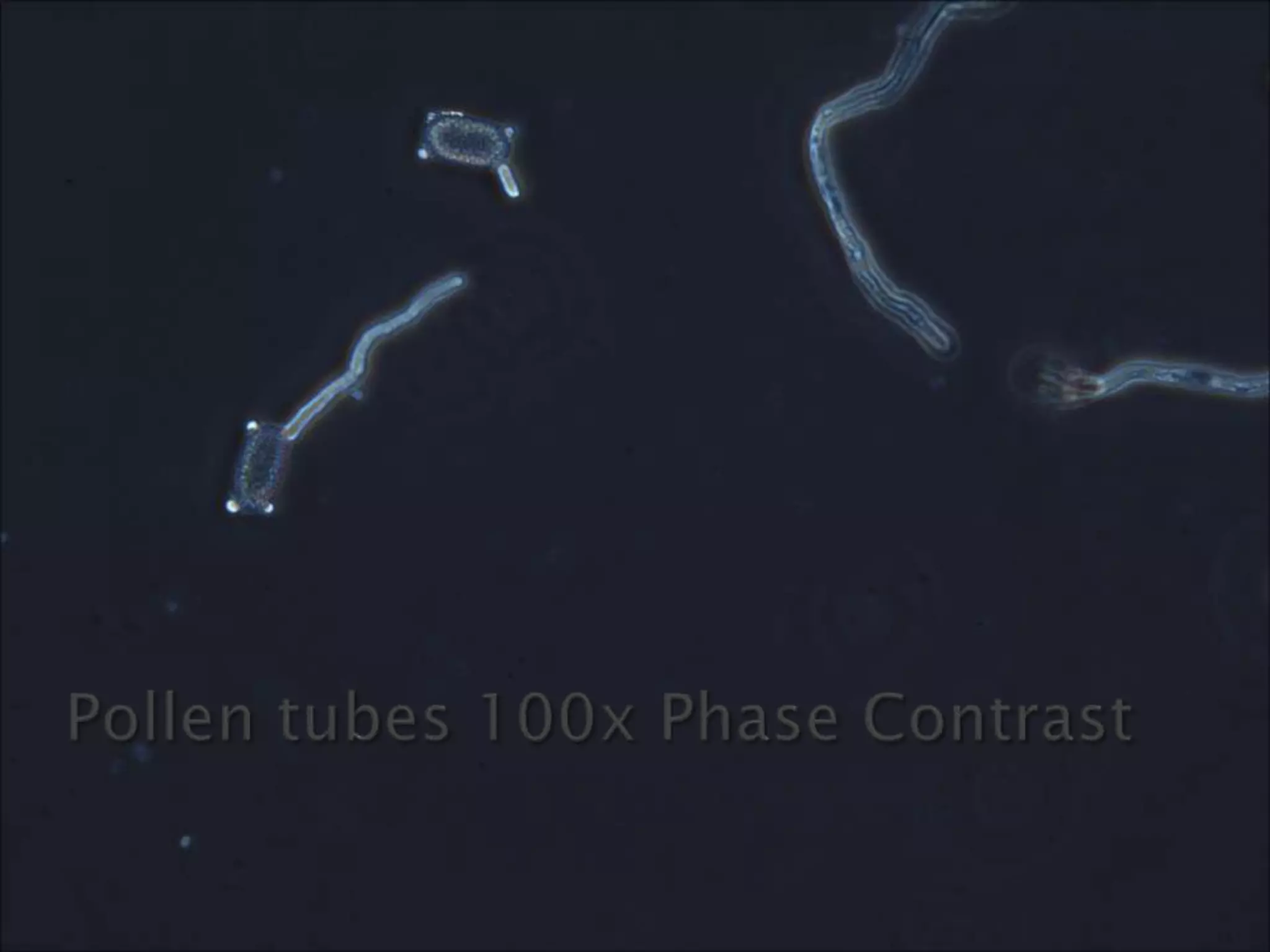 Pollen germination under microscope | PPTX