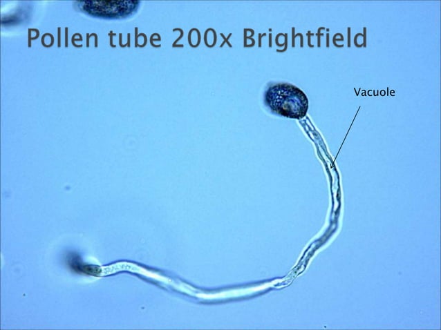 Pollen germination under microscope | PPTX | Infertility | Reproductive ...