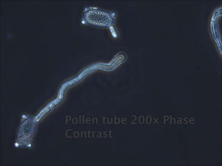 Pollen germination under microscope | PPTX