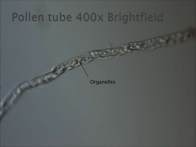 Pollen germination under microscope | PPTX | Infertility | Reproductive ...