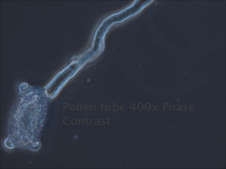 Pollen germination under microscope | PPTX