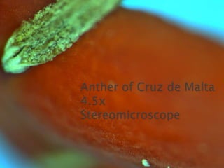 Pollen germination under microscope | PPTX