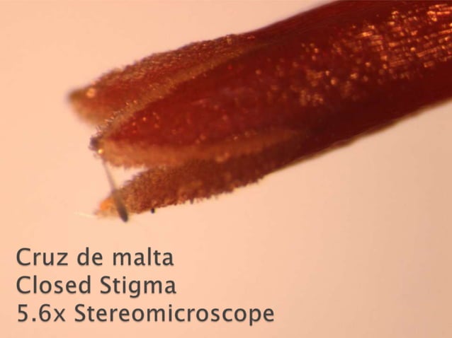 Pollen germination under microscope | PPTX | Infertility | Reproductive ...