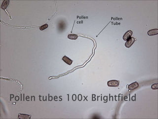 Pollen germination under microscope | PPTX