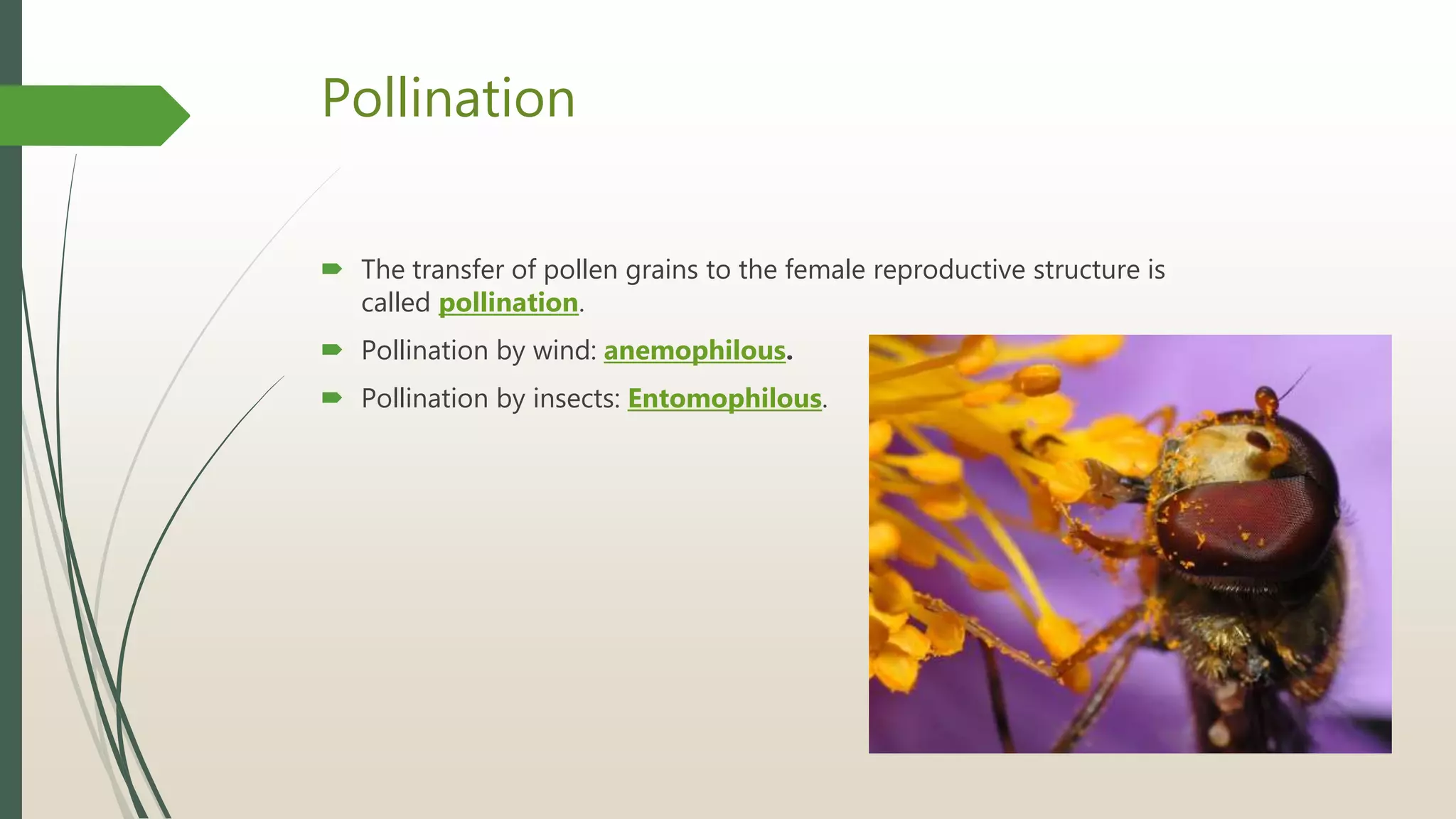 Pollen grains | PPTX