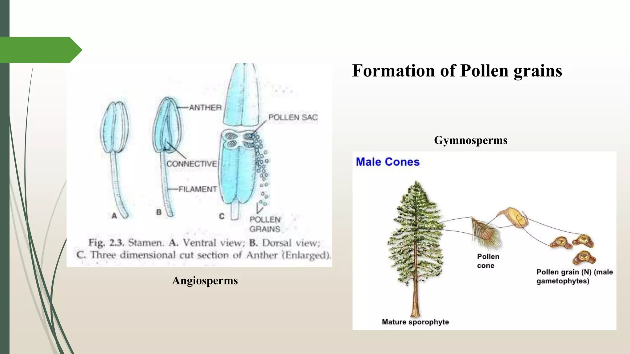 Pollen grains | PPTX