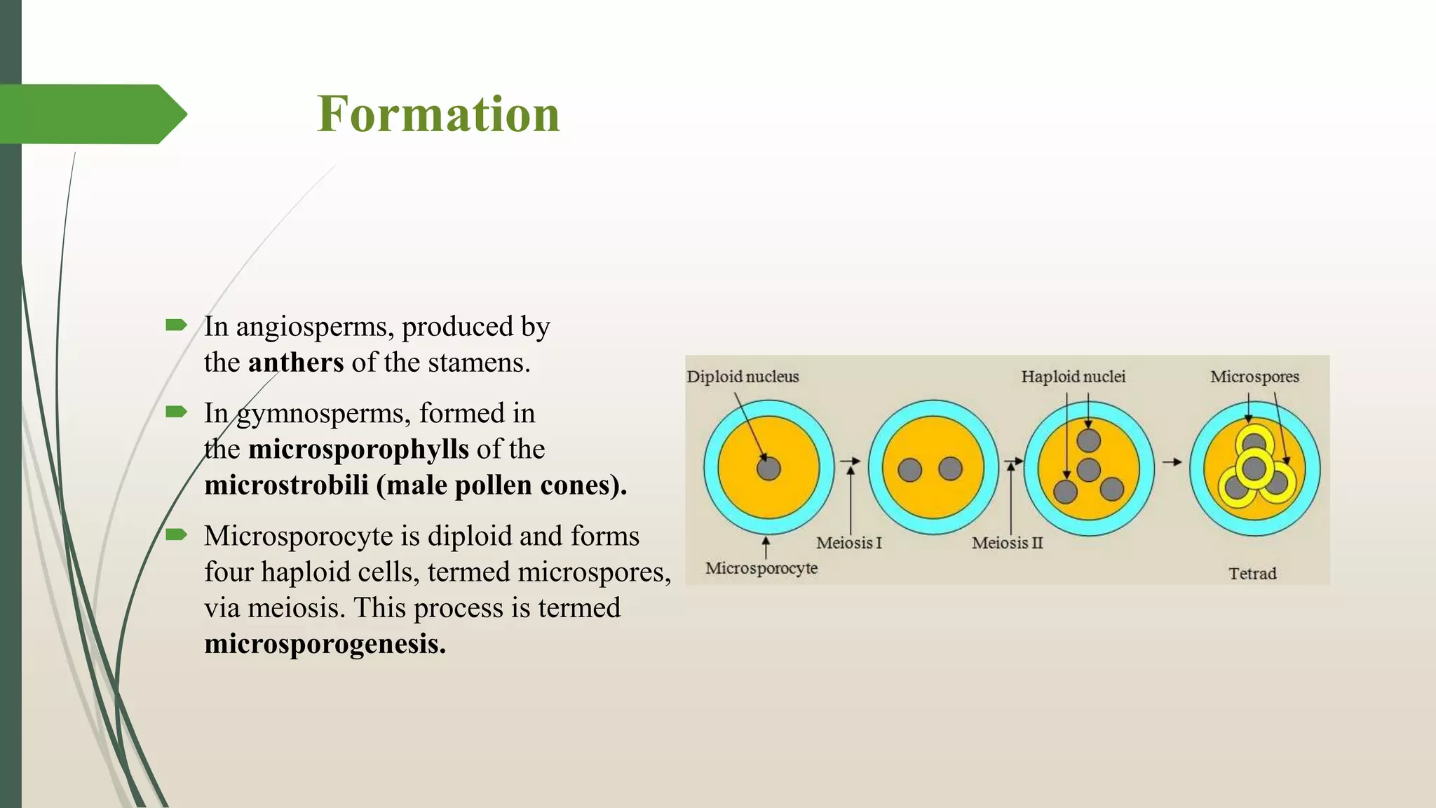 Pollen grains | PPTX