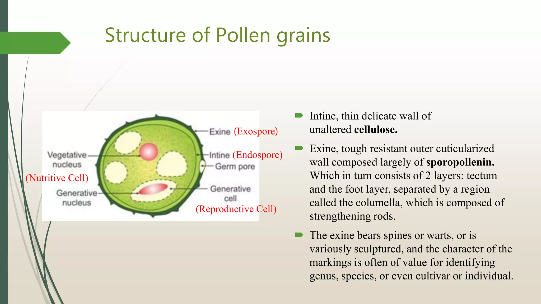 Pollen Grains PPTX Pollen Grains PPTX