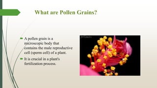 Pollen Grain