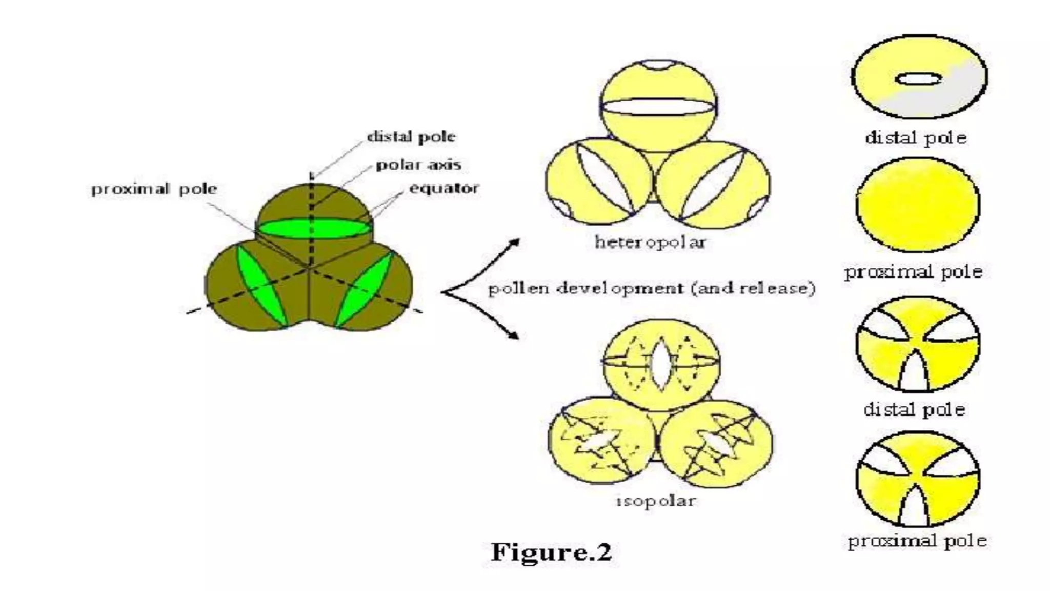 Pollen Grains.pptx