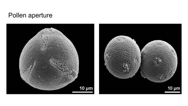 Pollen Grains.pptx