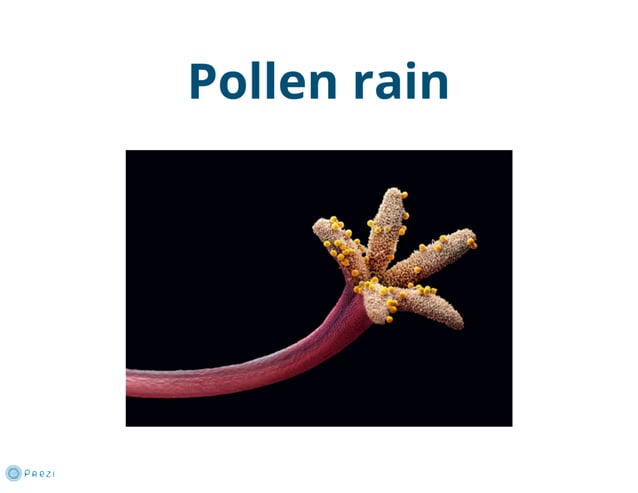 Pollen grains and climate | PPT