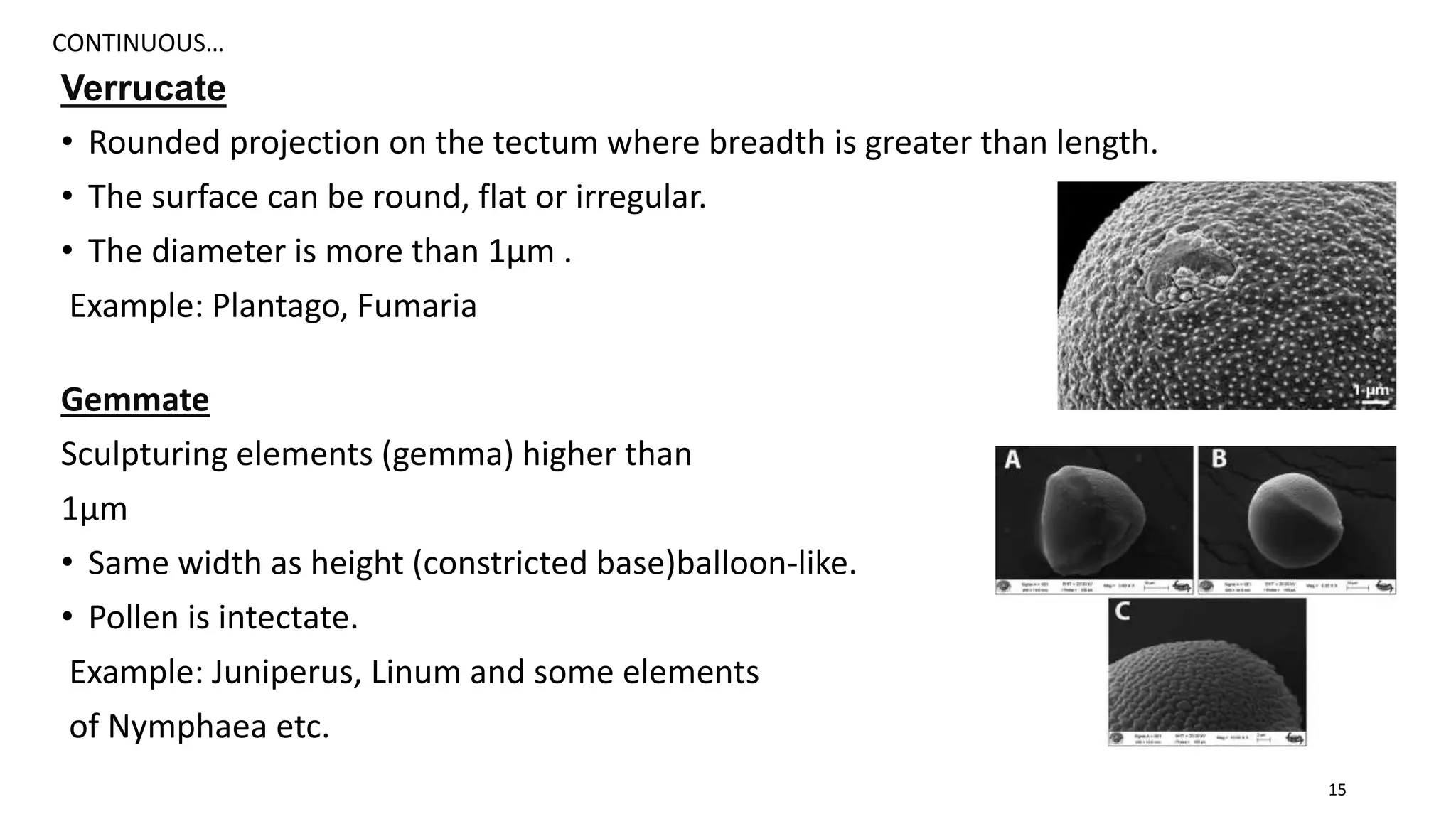 Pollen morphology, exine sculpturing, pollen kitt,NPC and ...