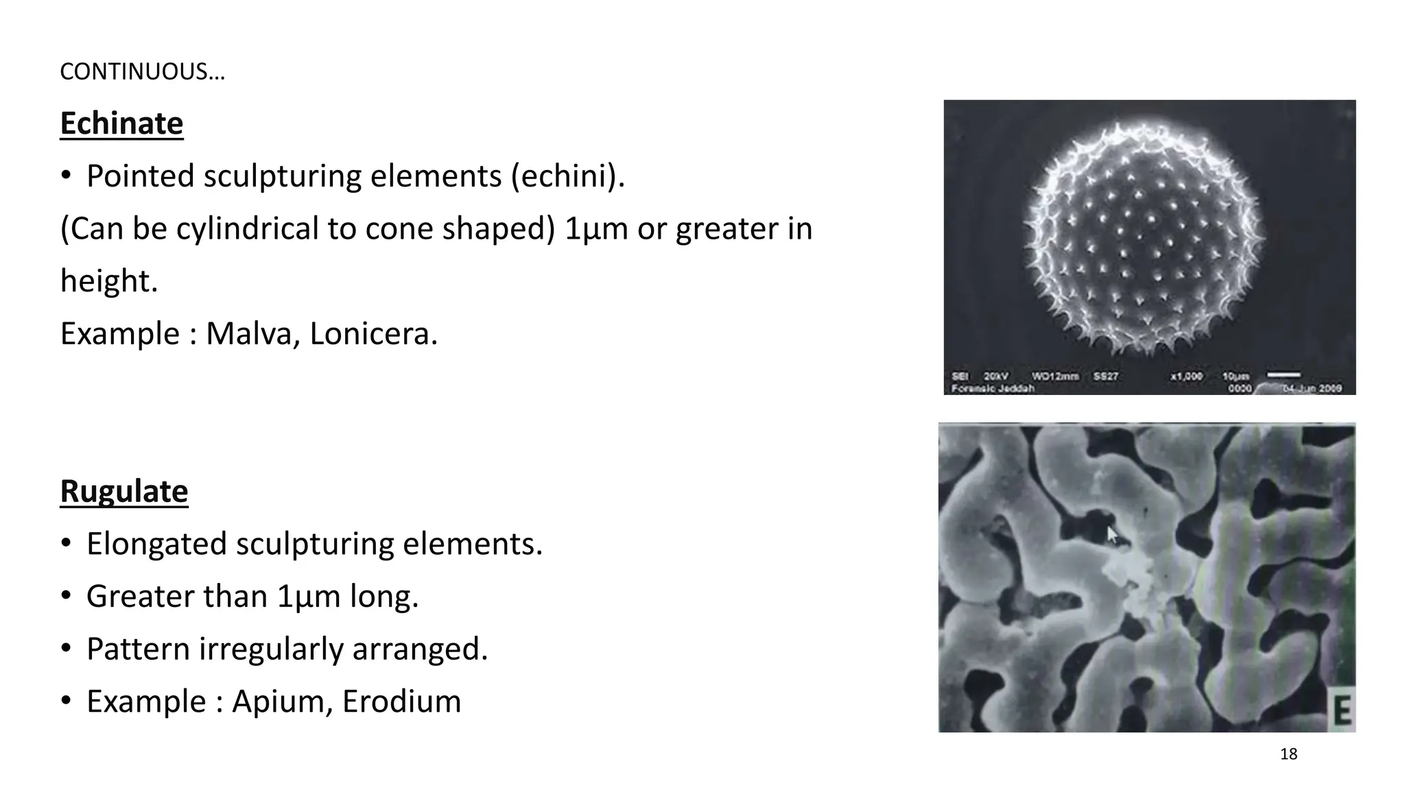Pollen morphology, exine sculpturing, pollen kitt,NPC and ...