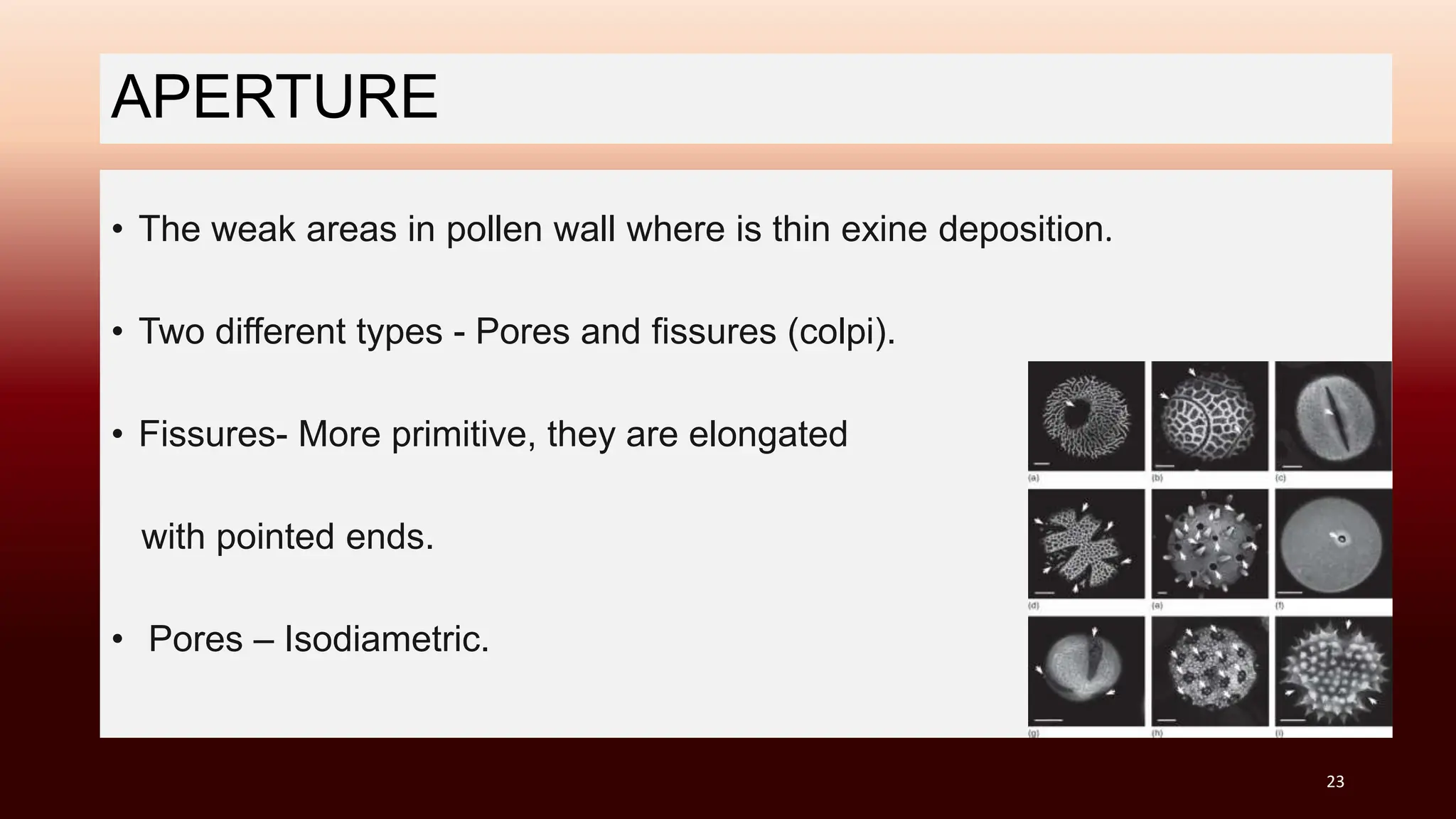Pollen morphology, exine sculpturing, pollen kitt,NPC and ...