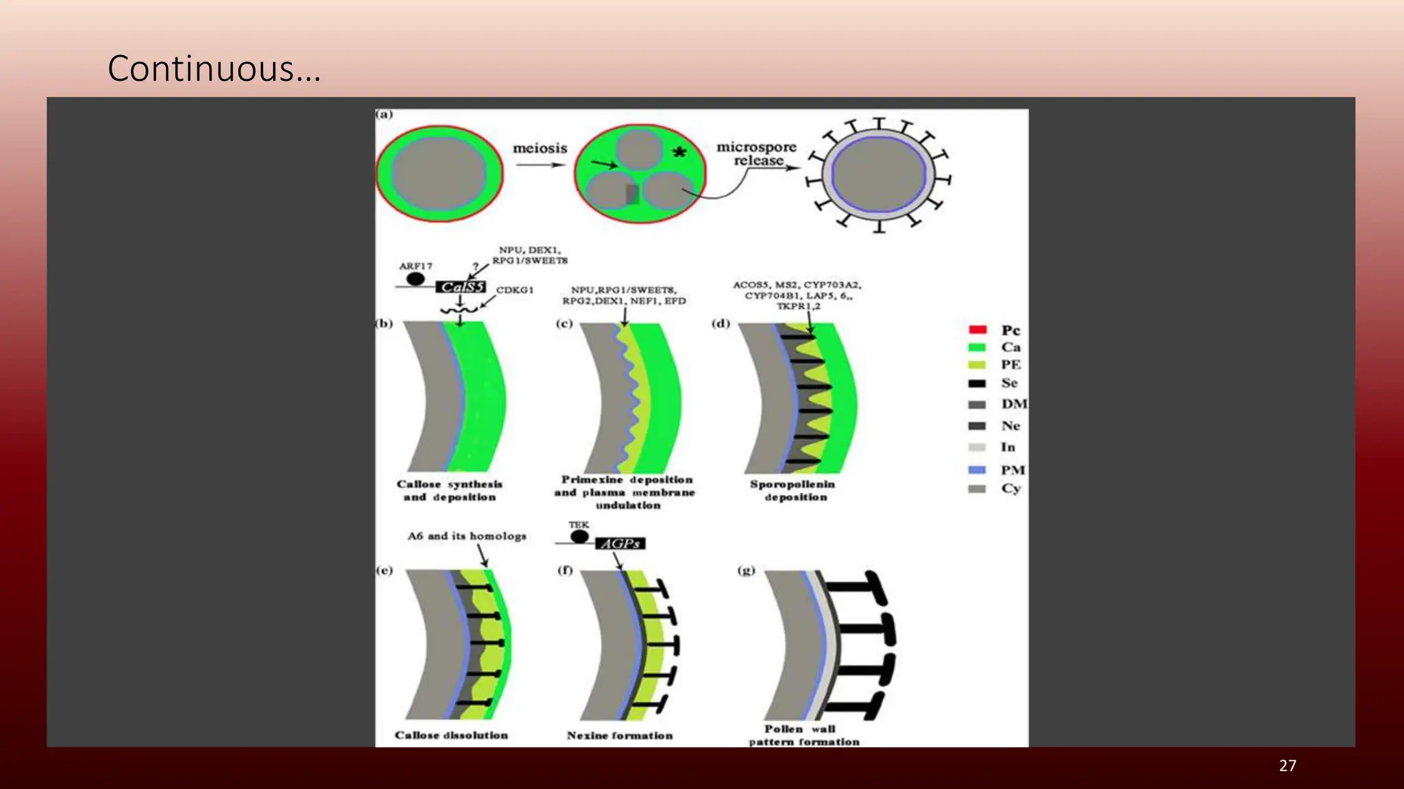 Pollen morphology, exine sculpturing, pollen kitt,NPC and ...