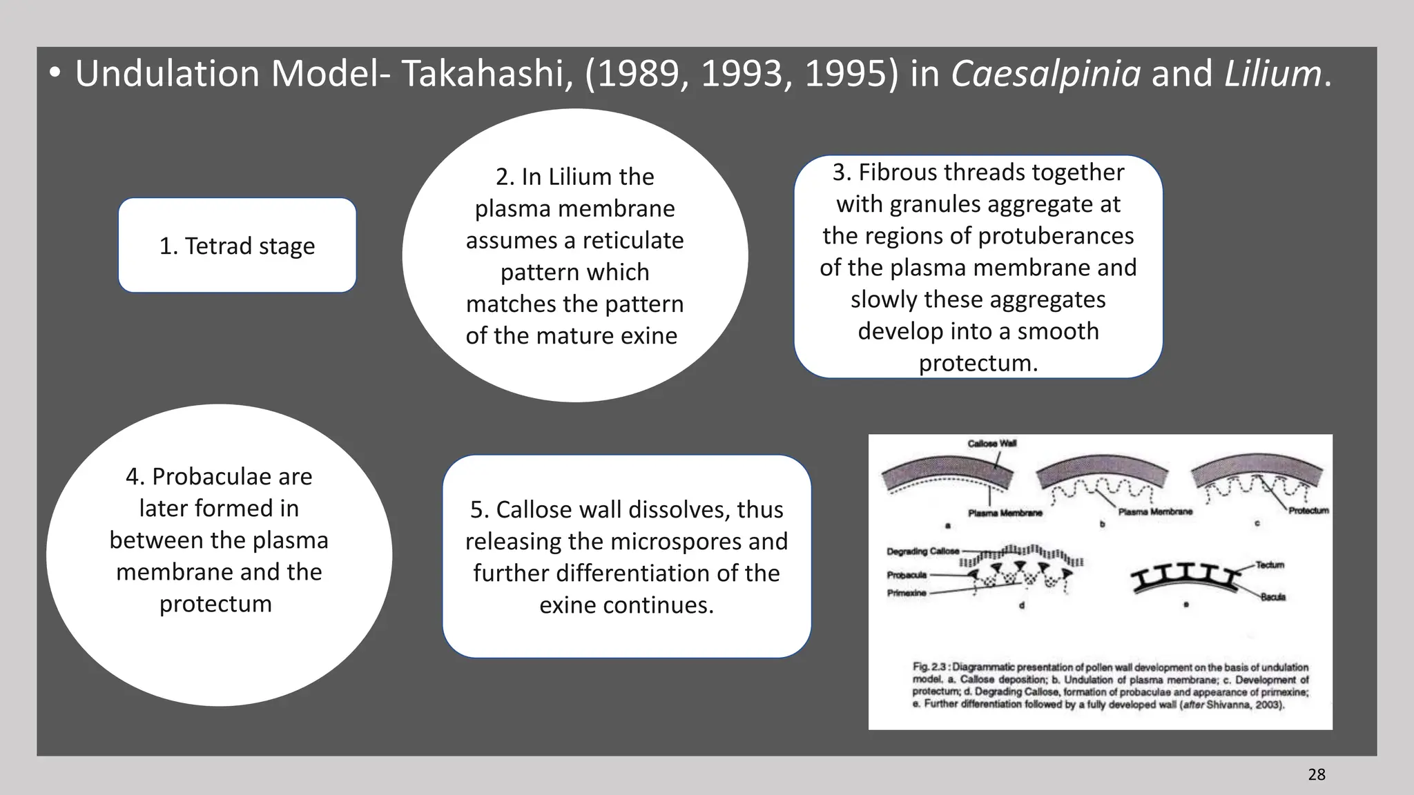 Pollen morphology, exine sculpturing, pollen kitt,NPC and ...
