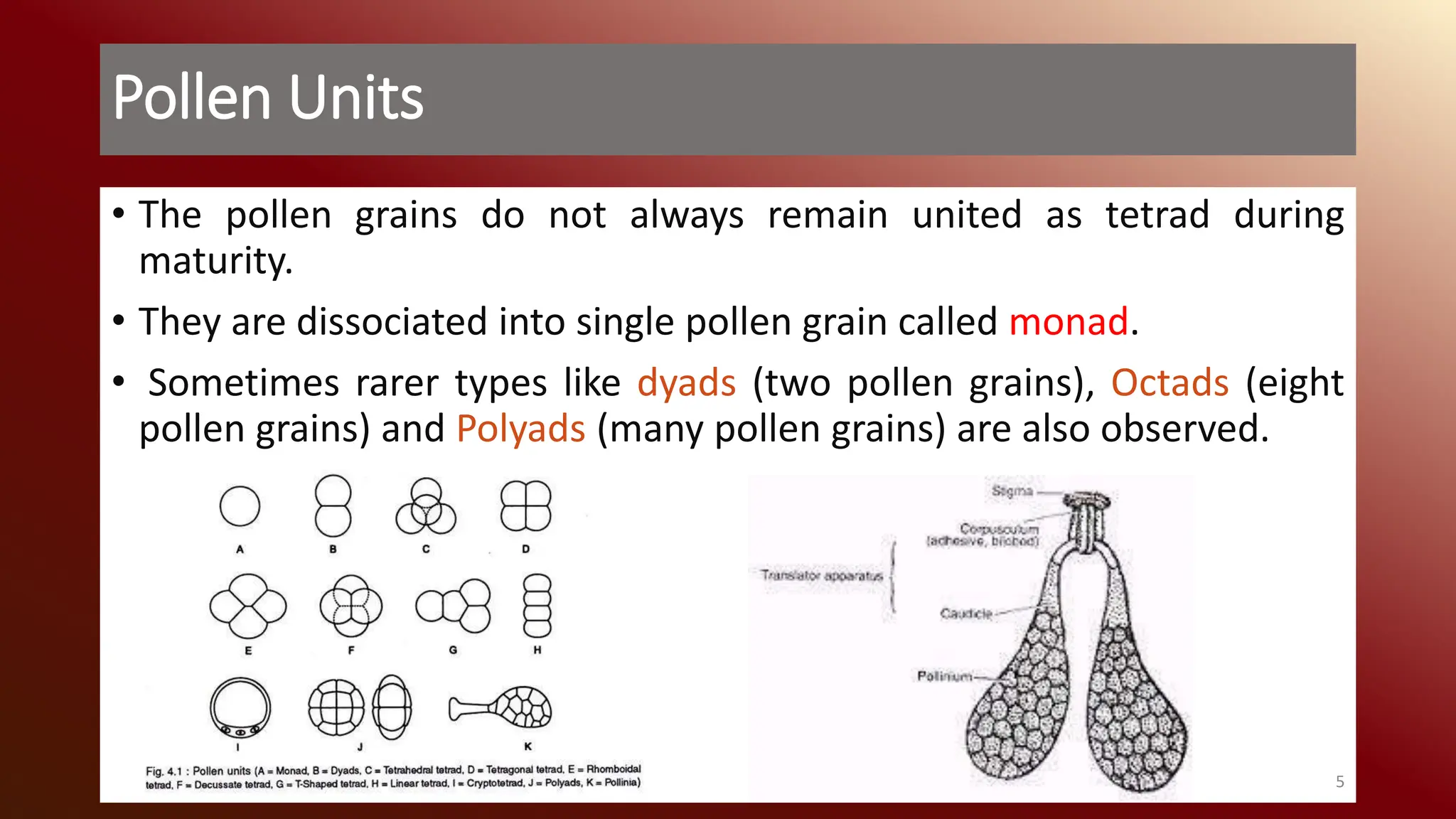 Pollen morphology, exine sculpturing, pollen kitt,NPC and ...