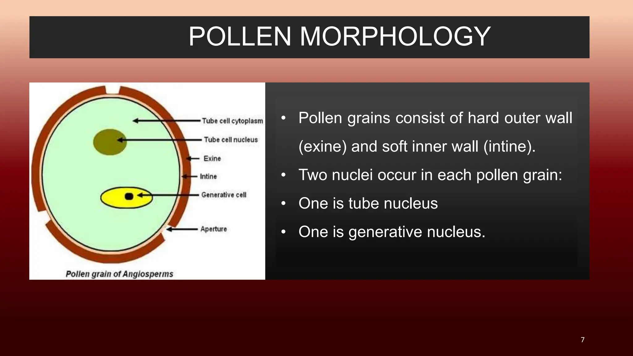 Pollen morphology, exine sculpturing, pollen kitt,NPC and ...