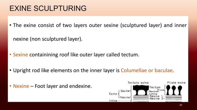 Pollen morphology, exine sculpturing, pollen kitt,NPC and ...