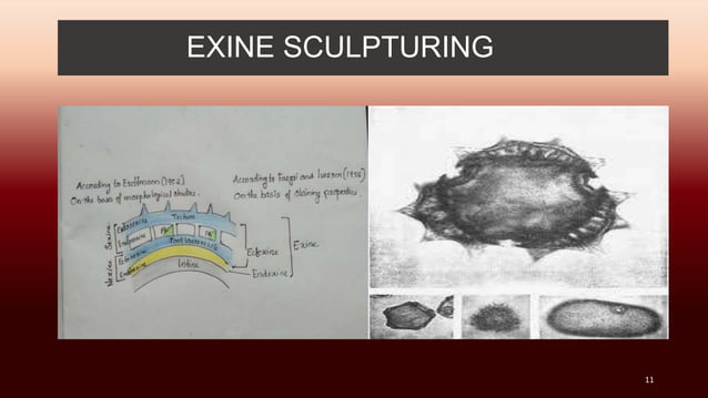 Pollen morphology, exine sculpturing, pollen kitt,NPC and ...