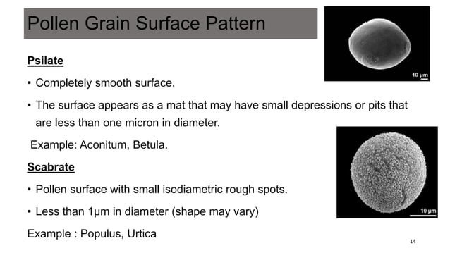 Pollen morphology, exine sculpturing, pollen kitt,NPC and ...