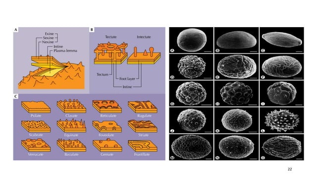 Pollen morphology, exine sculpturing, pollen kitt,NPC and ...