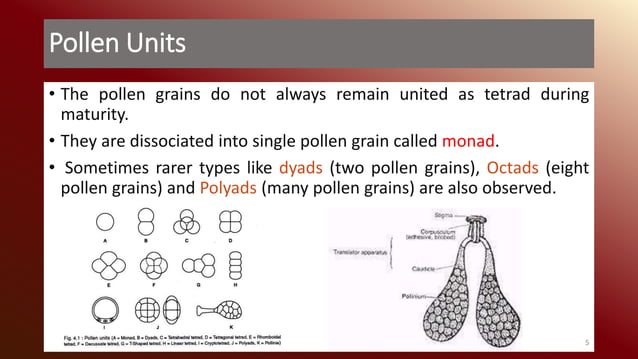 Pollen morphology, exine sculpturing, pollen kitt,NPC and ...
