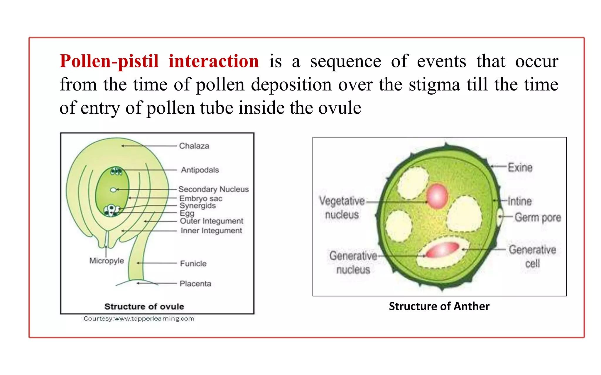 Pollen pistil interaction | PPTX