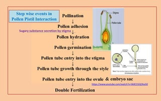 Pollen pistil interaction | PPTX