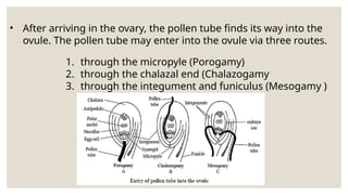 pollen Pistil Interaction and how fertilisation takes place | PPT