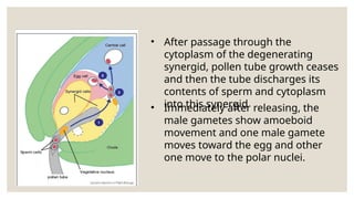 pollen Pistil Interaction and how fertilisation takes place | PPT