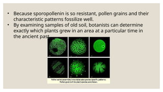 pollen Pistil Interaction and how fertilisation takes place | PPT