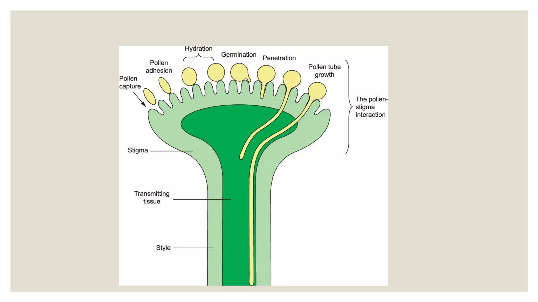 pollen pistill interaction.pptx