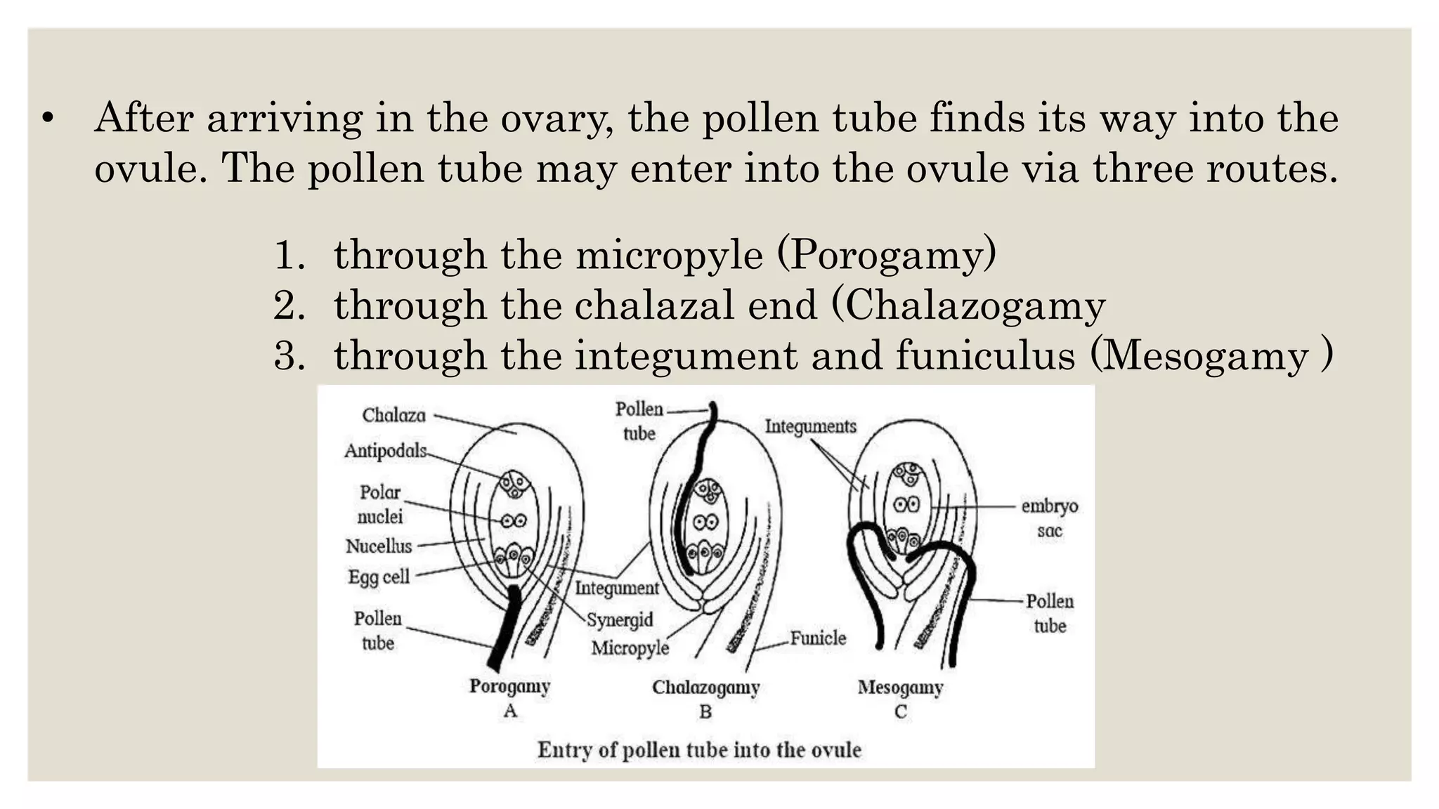 pollen pistill interaction.pptx