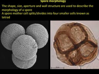 Pollens and spores types classsification | PDF