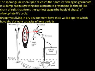 Pollens and spores types classsification | PDF