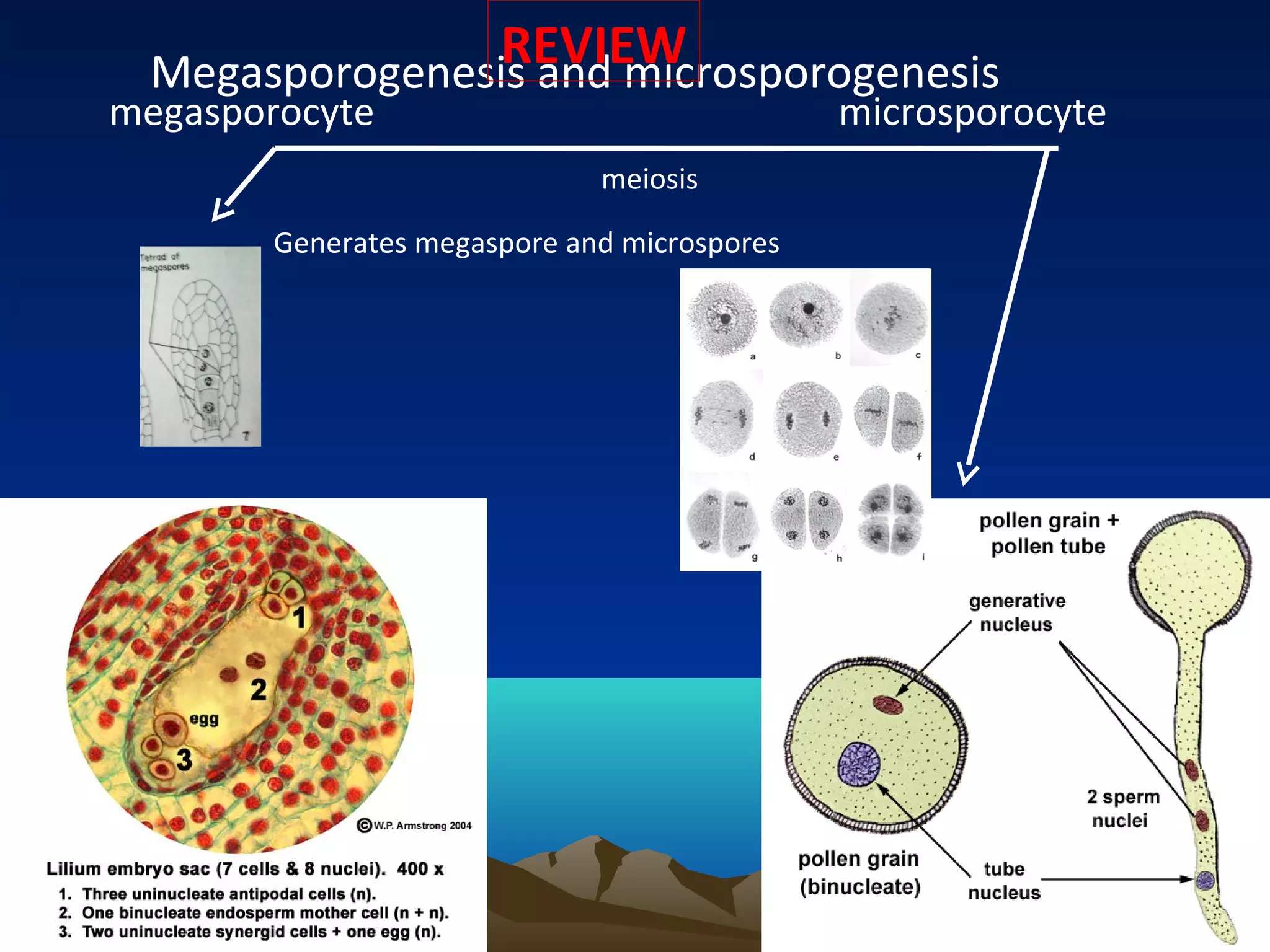 Pollen stigma interaction | PPT