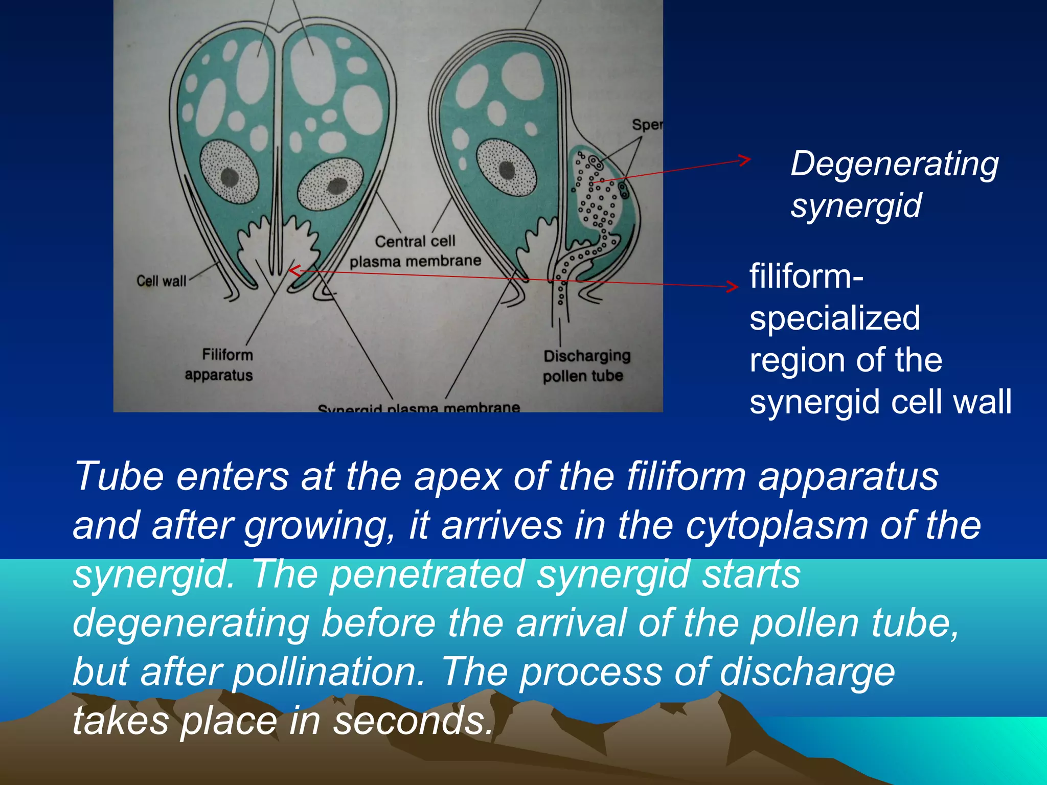 Pollen stigma interaction | PPT