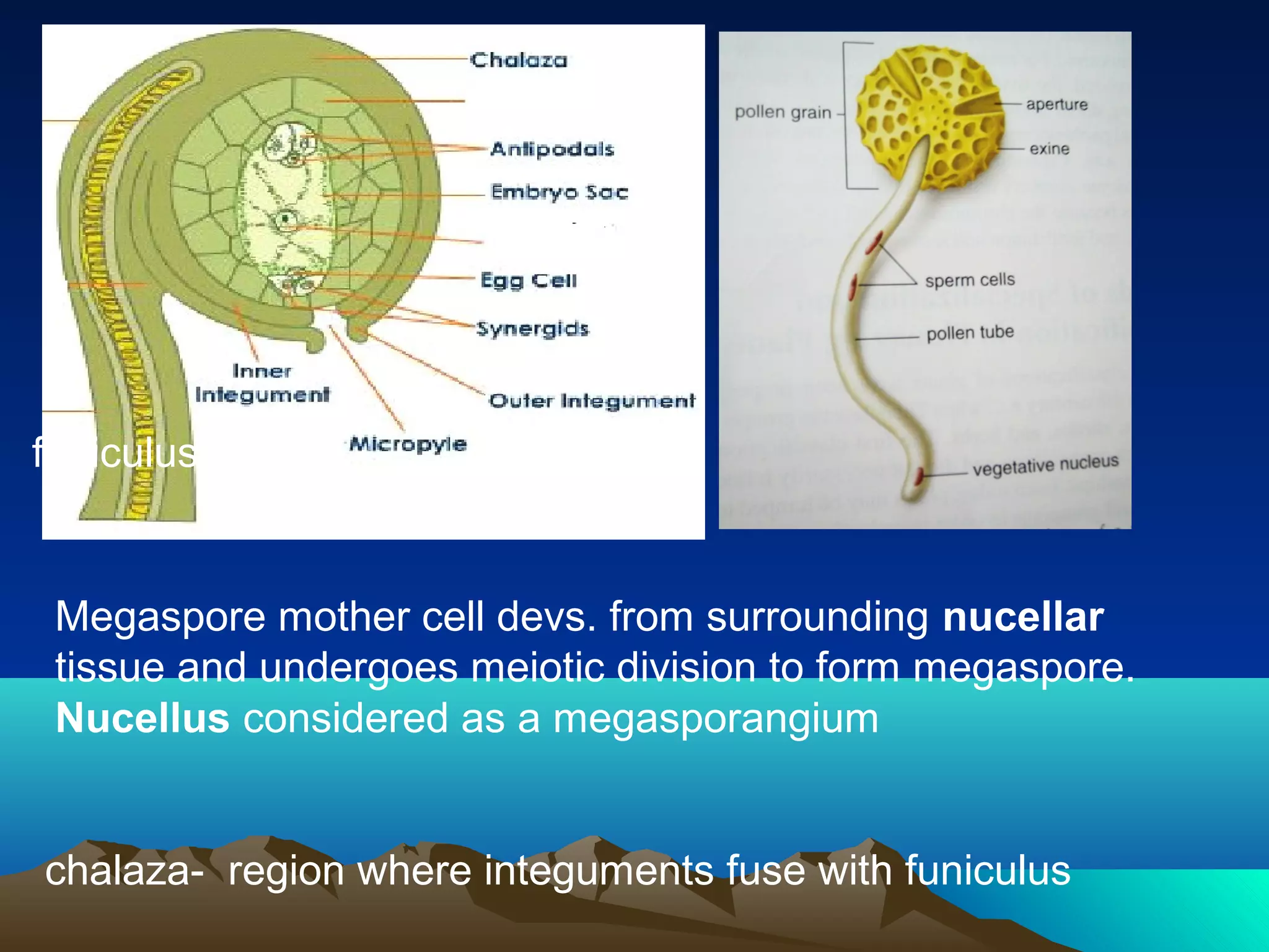 Pollen stigma interaction | PPT