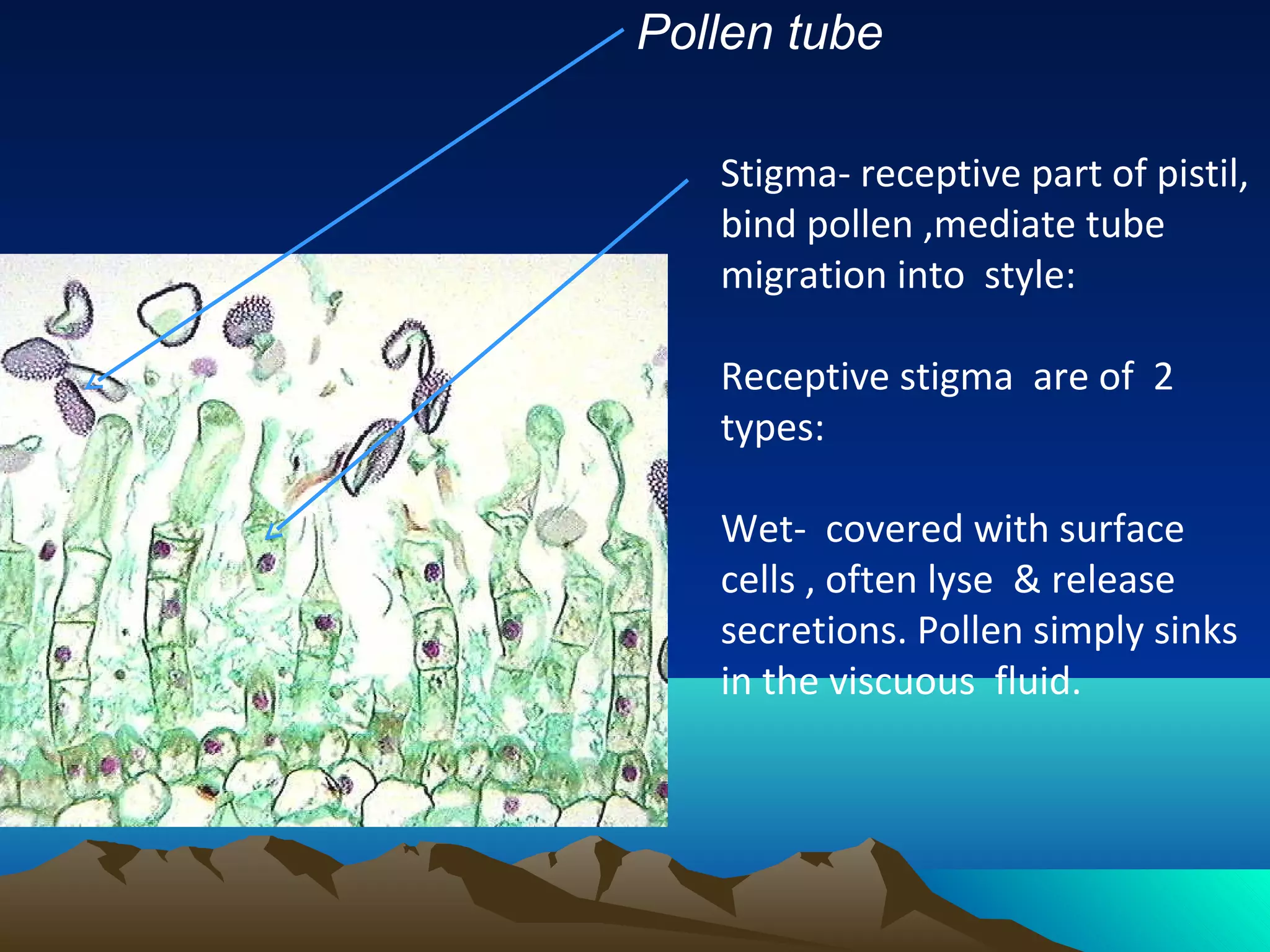 Pollen stigma interaction | PPT
