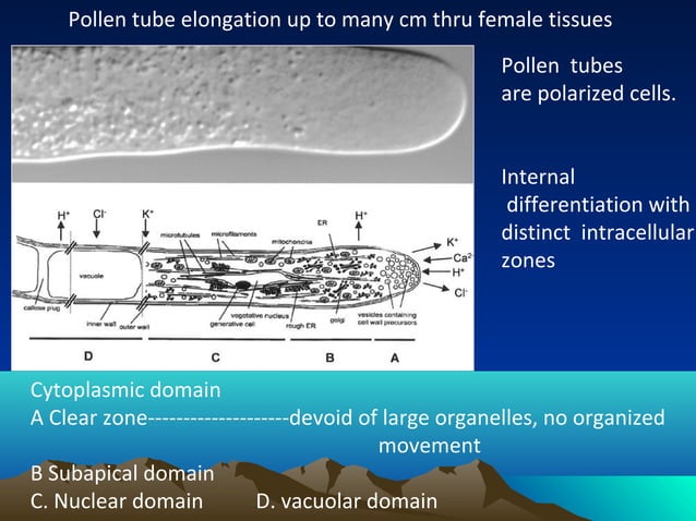 Pollen stigma interaction | PPT